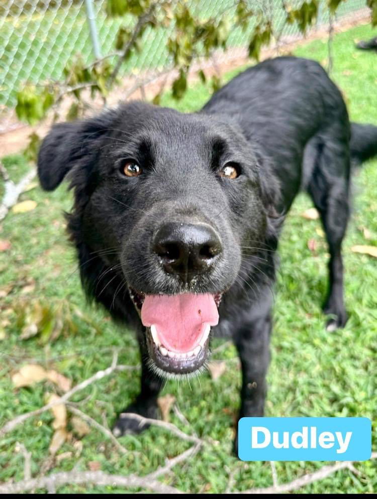 Dog for Adoption - Dudley, a Border Collie in Bryant, AR | Alpha Paw