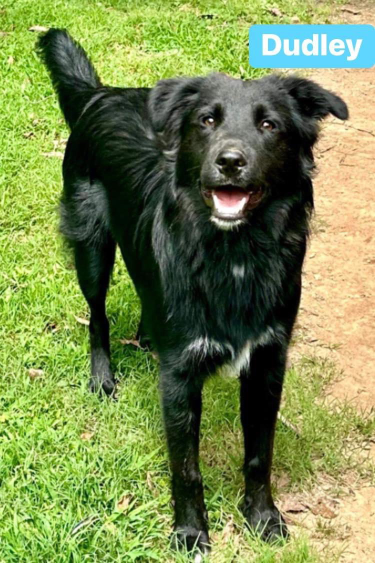 Dog for Adoption - Dudley, a Border Collie in Bryant, AR | Alpha Paw