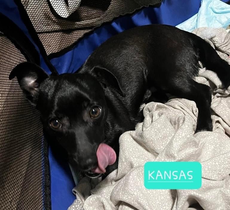 Dog for Adoption - Kansas, a Chihuahua in Little Rock Air Force Base ...