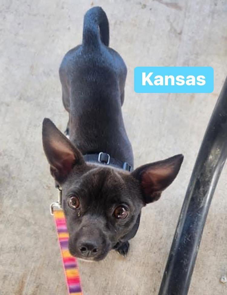 Dog for Adoption - Kansas, a Chihuahua in Little Rock Air Force Base ...