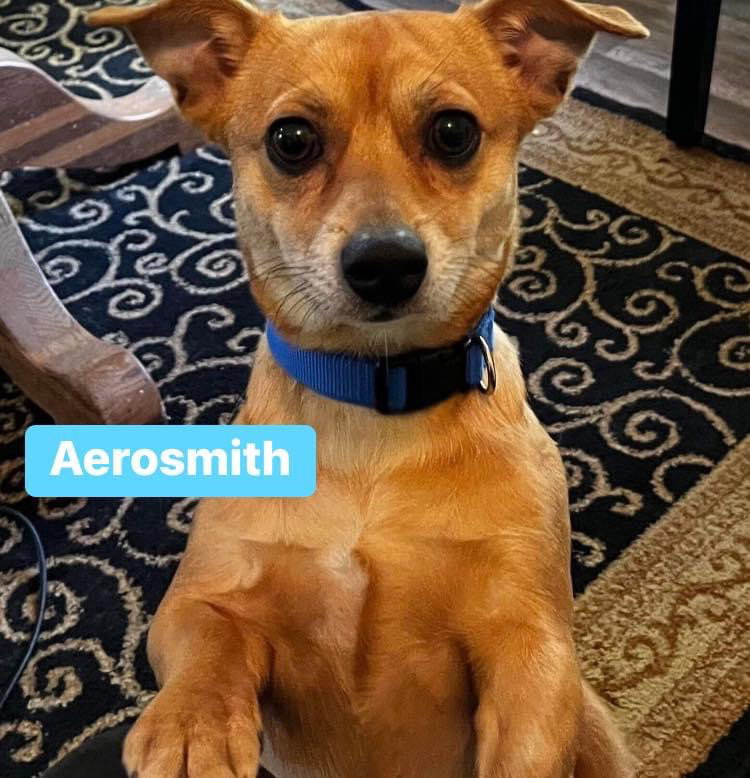 Dog for Adoption - Aerosmith, a Chihuahua in Cabot, AR | Alpha Paw