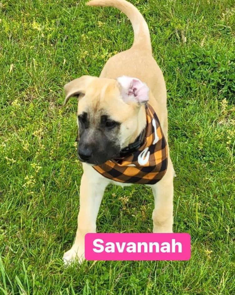 Dog for Adoption - Savannah, a German Shepherd Dog in Cabot, AR | Alpha Paw