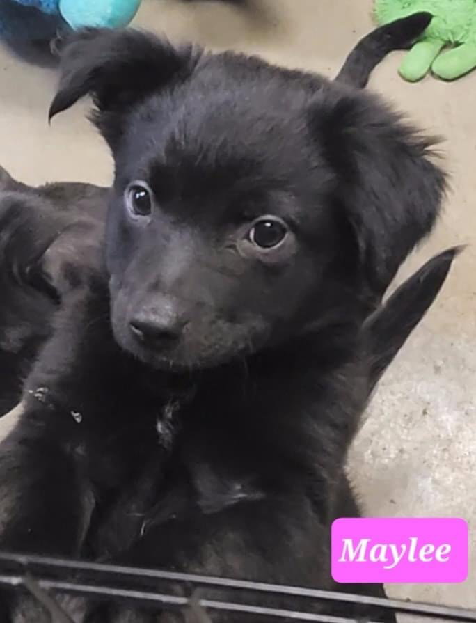 Dog for Adoption - Maylee, a German Shepherd Dog in North Little Rock ...