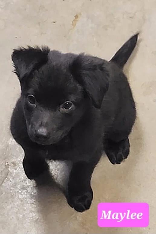 Dog for Adoption - Maylee, a German Shepherd Dog in North Little Rock ...
