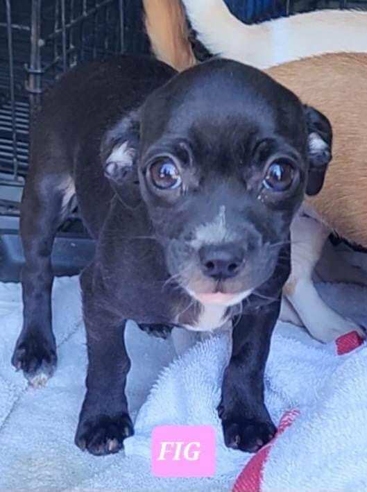 Dog for Adoption - Fig, a Dachshund in Little Rock Air Force Base, AR ...