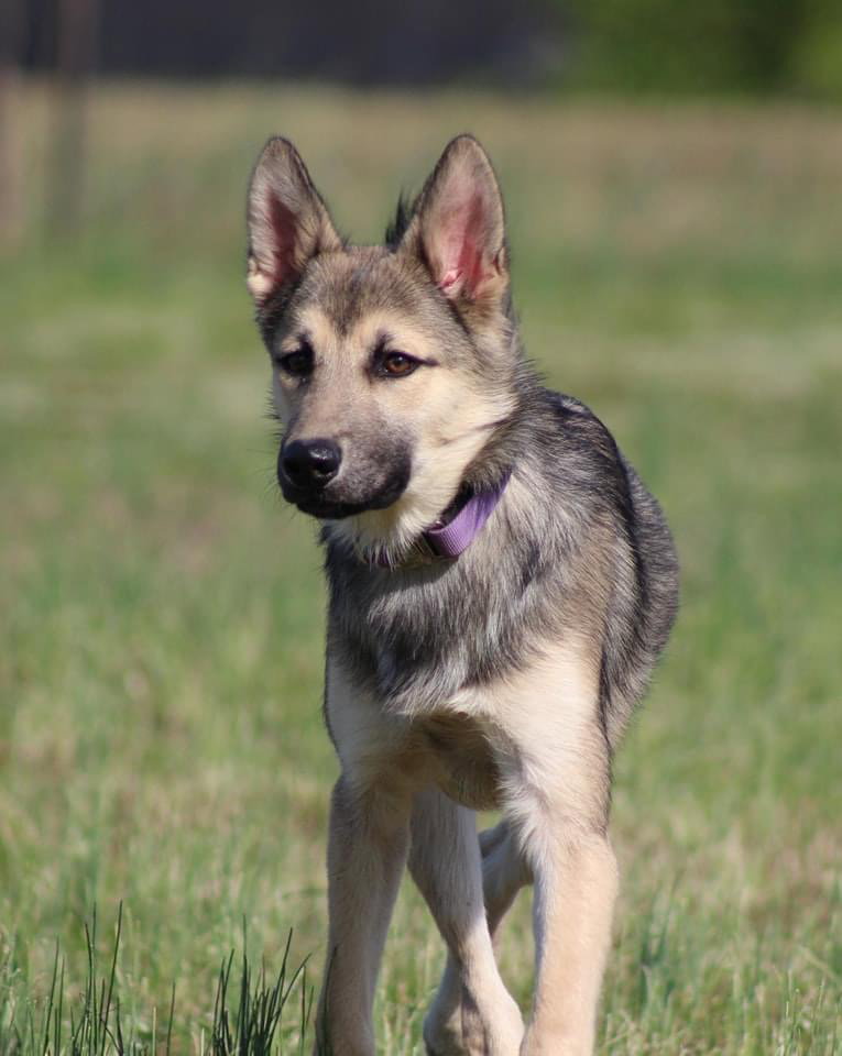 Dog for Adoption - Ranger, a German Shepherd Dog in Pulaski County, AR ...