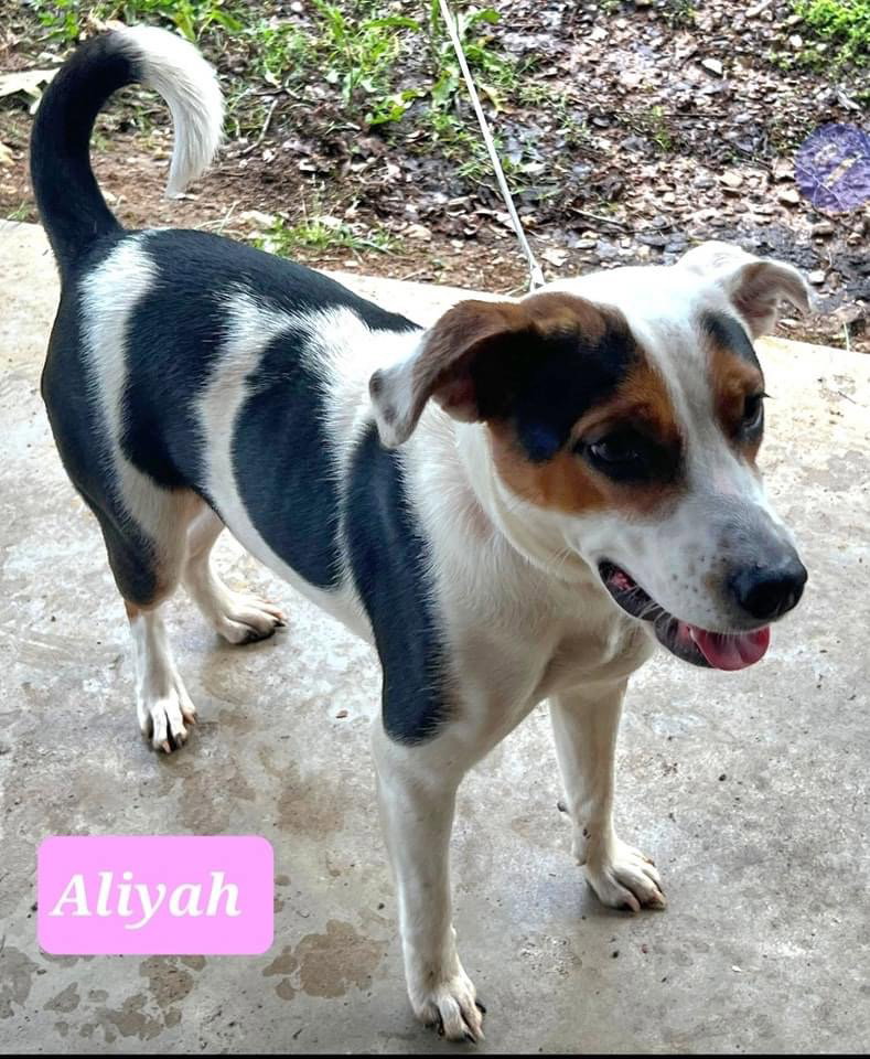 Dog for Adoption - Aliyah, a Beagle in Cabot, AR | Alpha Paw