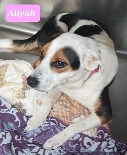 Dog for Adoption - Aliyah, a Beagle in Cabot, AR | Alpha Paw