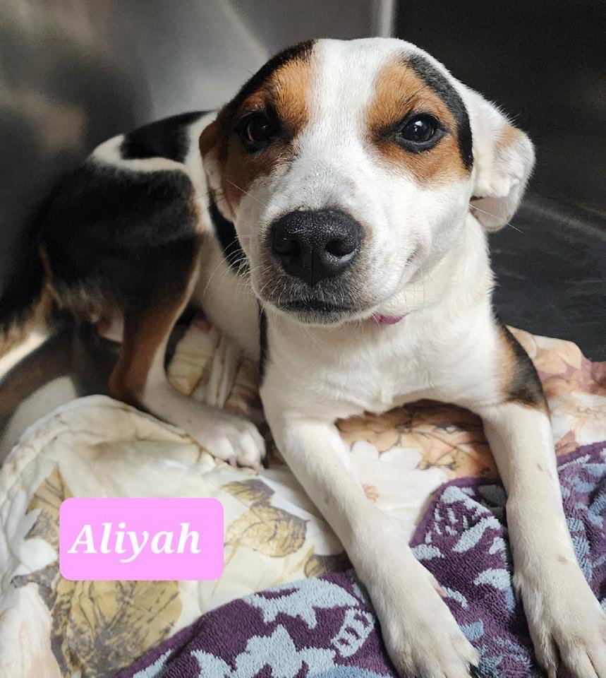 Dog for Adoption - Aliyah, a Beagle in Cabot, AR | Alpha Paw