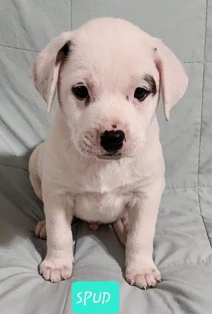 Dog for Adoption - Spud, a Boxer in Little Rock Air Force Base, AR ...