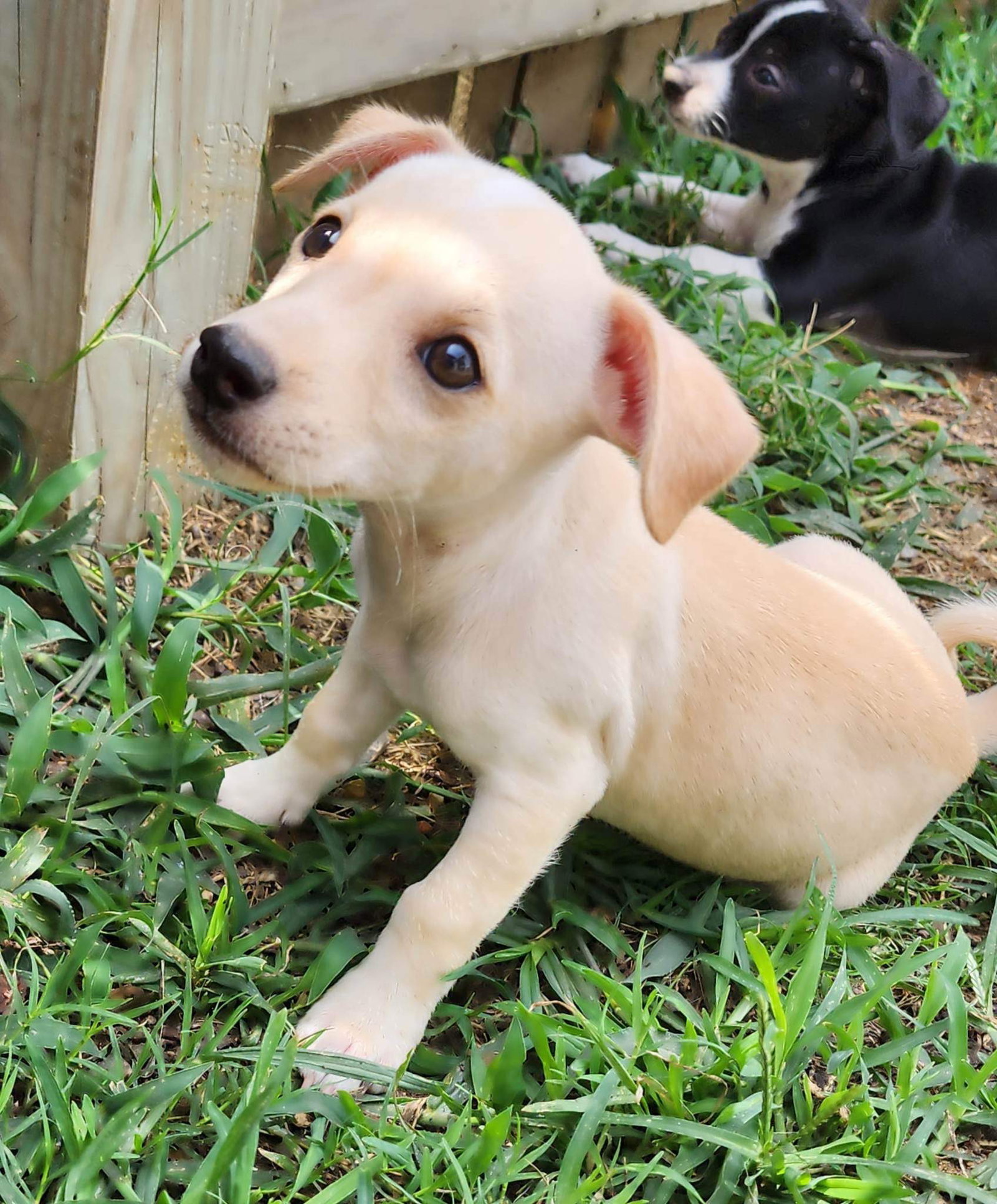 Dog for Adoption - Elmer (adoption pending), a Chihuahua in England, AR ...