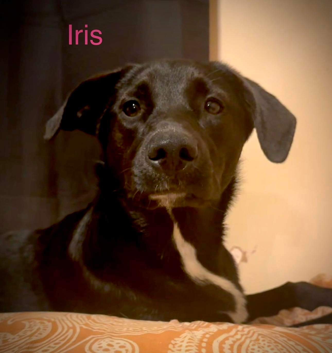 Dog for Adoption - Iris, a German Shepherd Dog in Conway, AR | Alpha Paw