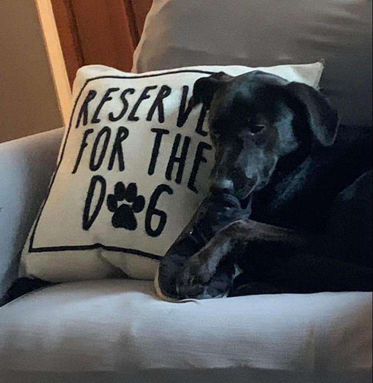 Dog for Adoption - Iris, a German Shepherd Dog in Conway, AR | Alpha Paw