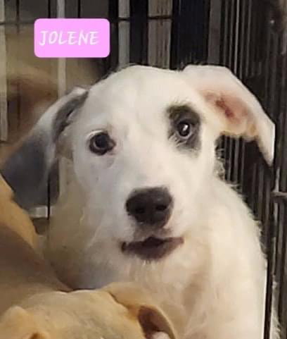 Jolene's Web Page