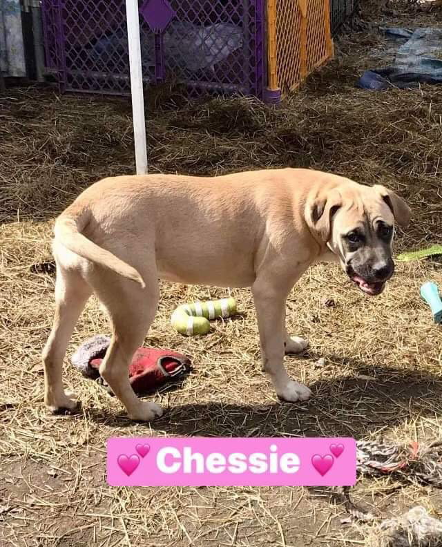 Chessie's Web Page