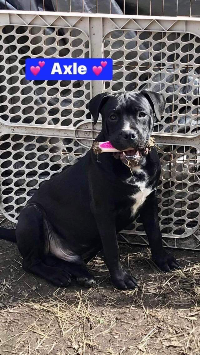 Axle's Web Page