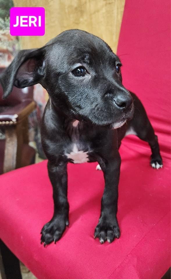 Dog for Adoption - Jeri (female), a Labrador Retriever in Saline County ...