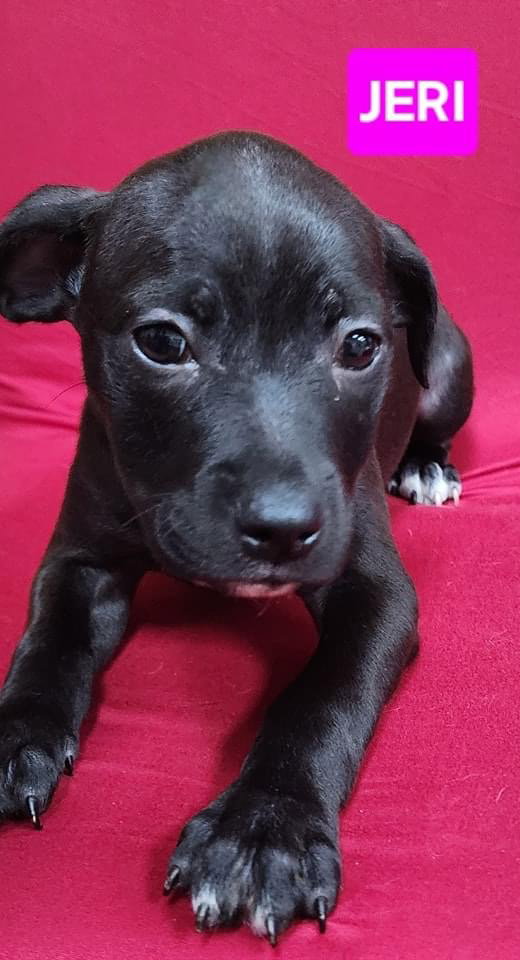 Dog for Adoption - Jeri (female), a Labrador Retriever in Saline County ...