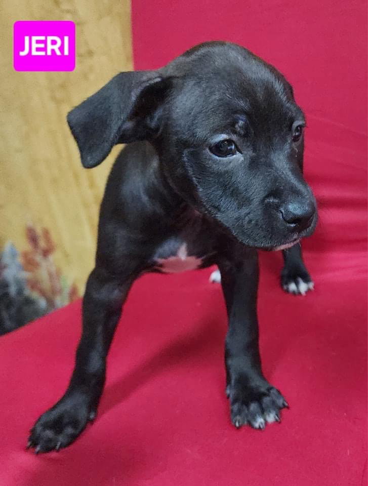 Dog for Adoption - Jeri (female), a Labrador Retriever in Saline County ...