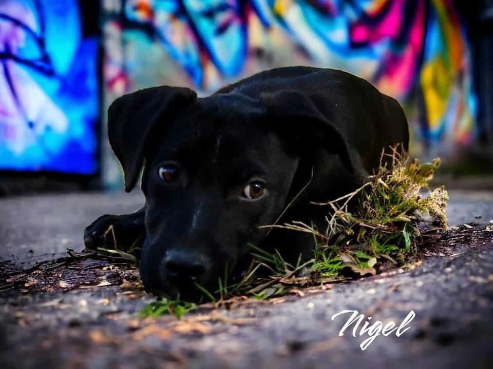 Nigel's Web Page