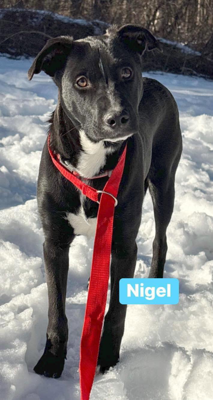 Nigel's Web Page