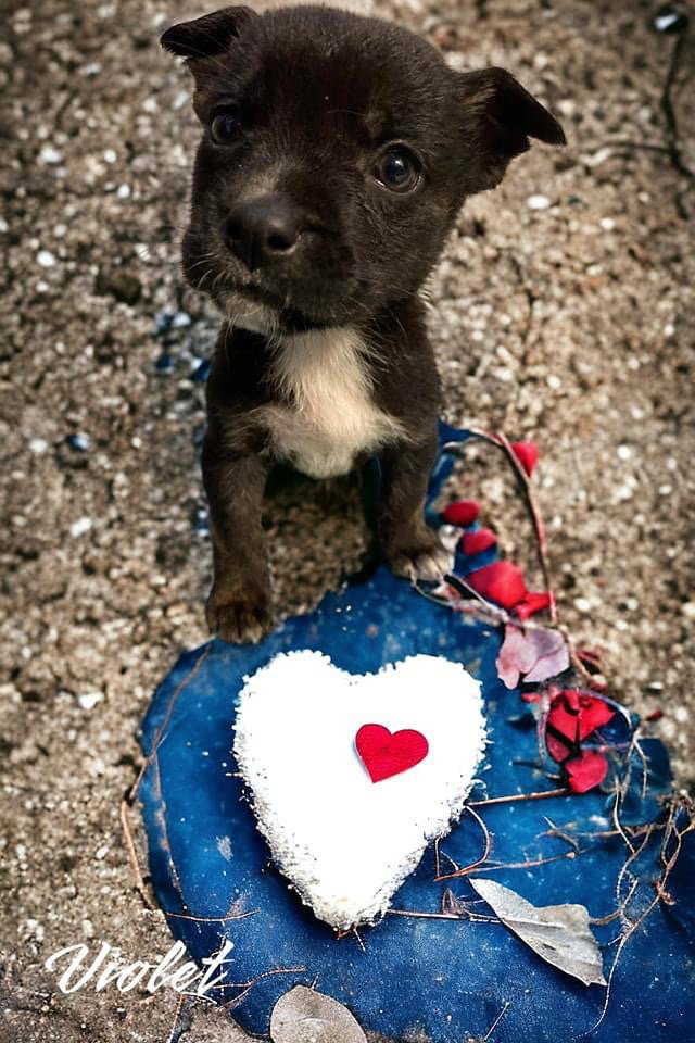 Dog for Adoption - Violet, a Boston Terrier in Haskell, AR | Alpha Paw