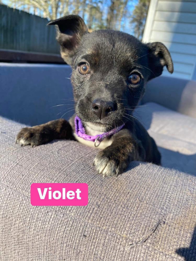 Dog for Adoption - Violet, a Labrador Retriever in Haskell, AR | Alpha Paw