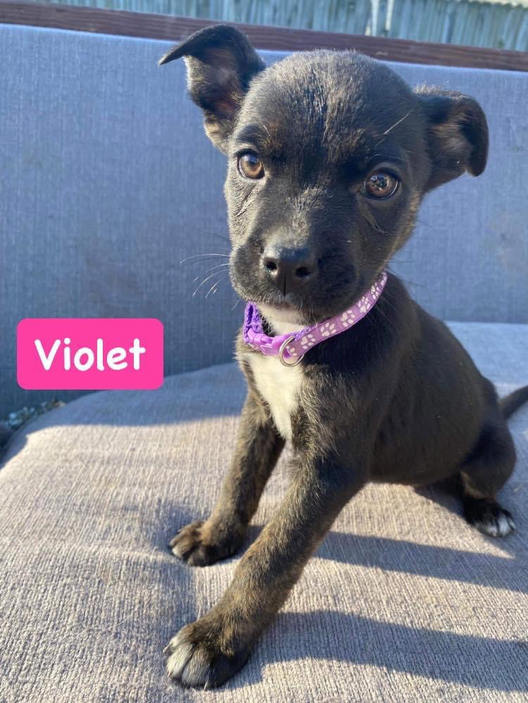 Dog for Adoption - Violet, a Labrador Retriever in Haskell, AR | Alpha Paw