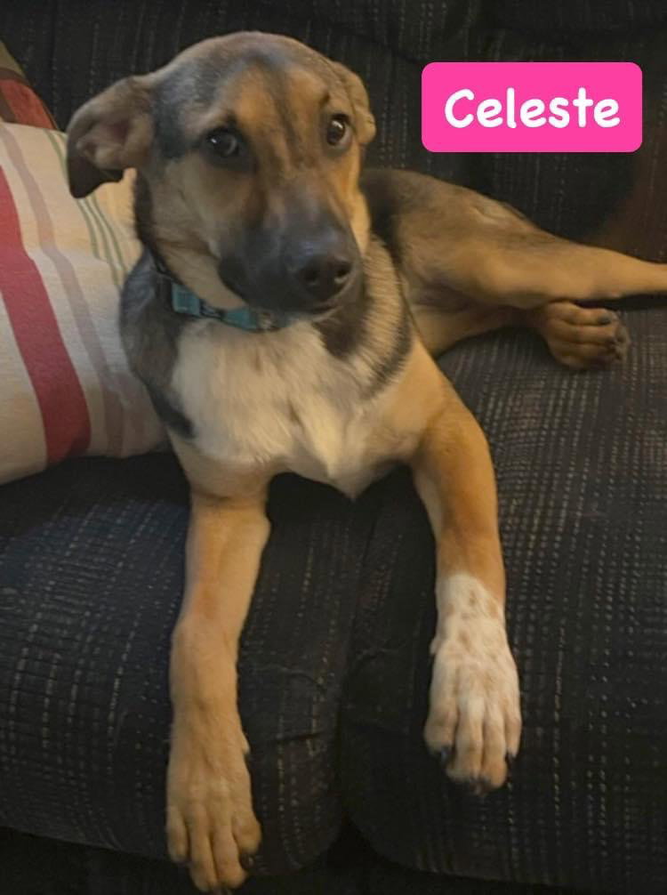 Dog for Adoption - Celeste *adoption pending, a Shepherd in Little Rock ...