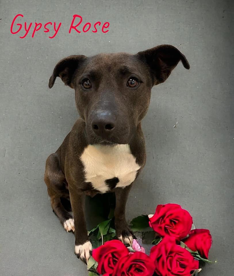 Gypsy Rose's Web Page