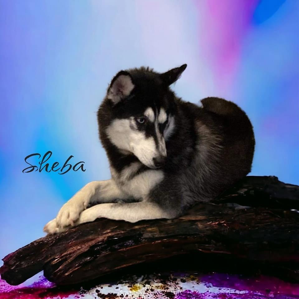 Dog for Adoption - Sheba, a Husky in Little Rock, AR | Alpha Paw