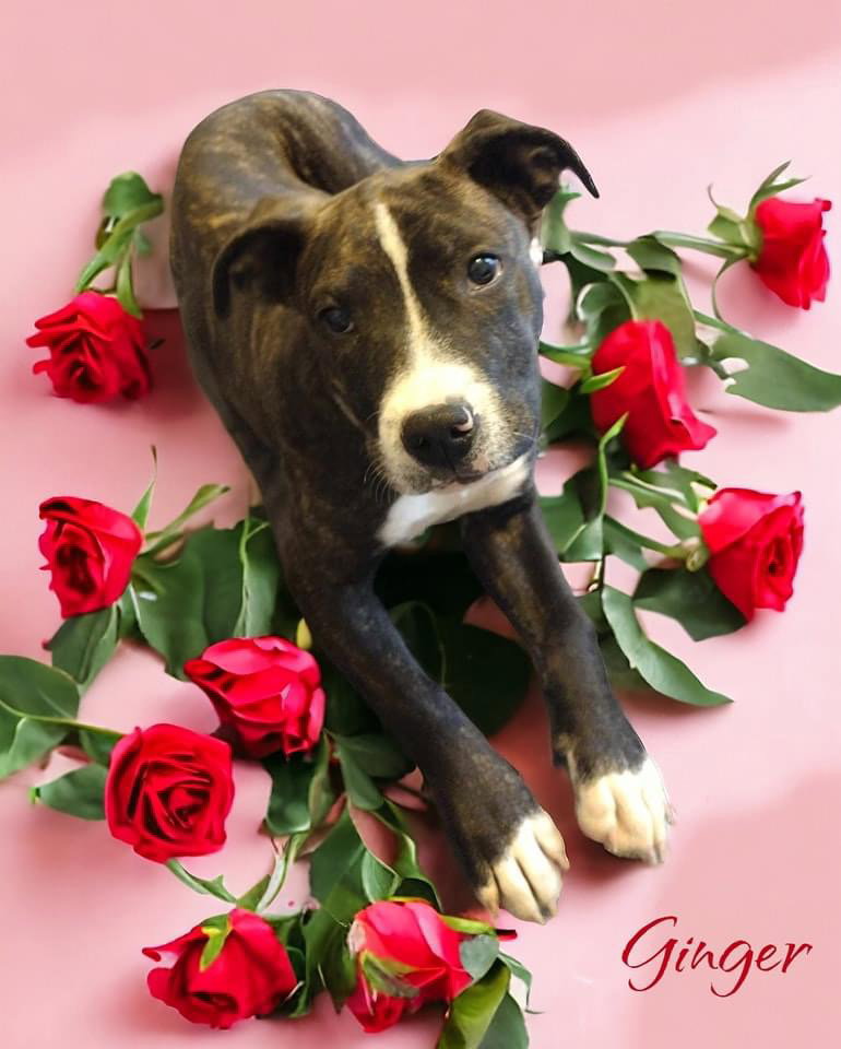 Dog for Adoption - Ginger, a Boxer in Cabot, AR | Alpha Paw
