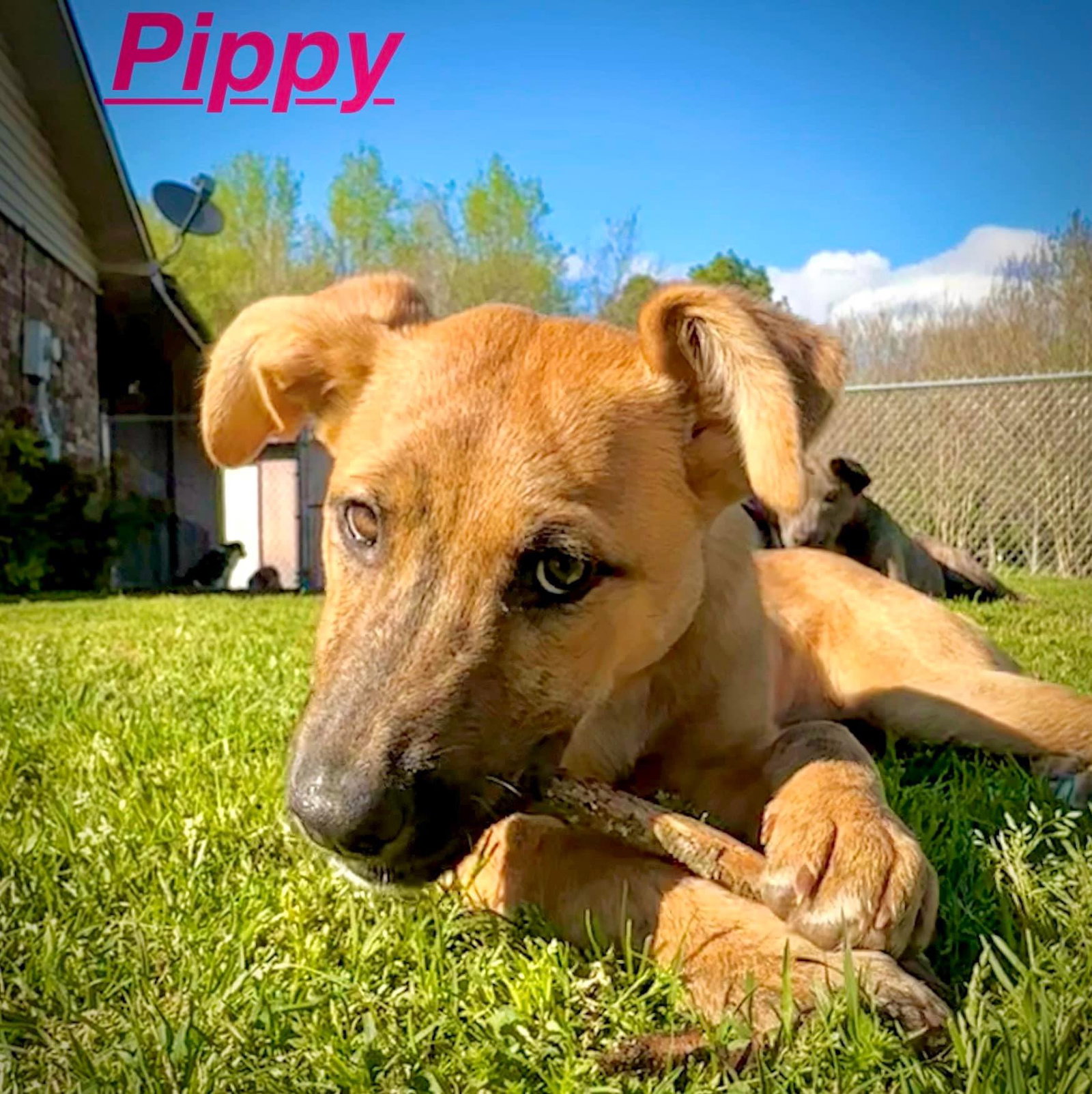 Pippy *adoption pending's Web Page