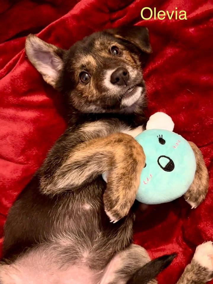 Dog for Adoption - Olevia *adoption pending, a Shepherd in Little Rock ...