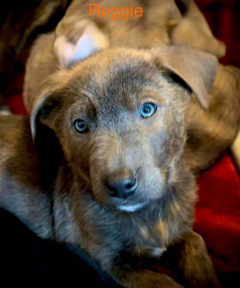Dog for Adoption - Reggie, a Shepherd in Little Rock Air Force Base, AR ...