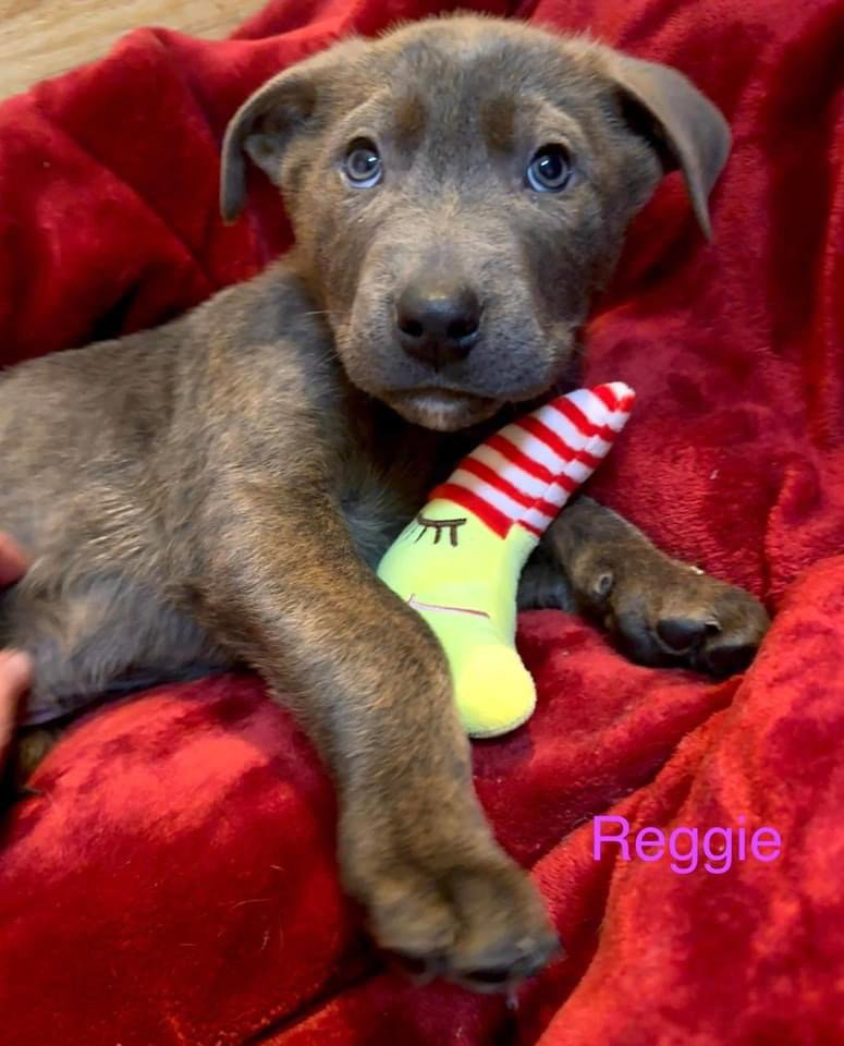 Dog for Adoption - Reggie, a Shepherd in Little Rock Air Force Base, AR ...