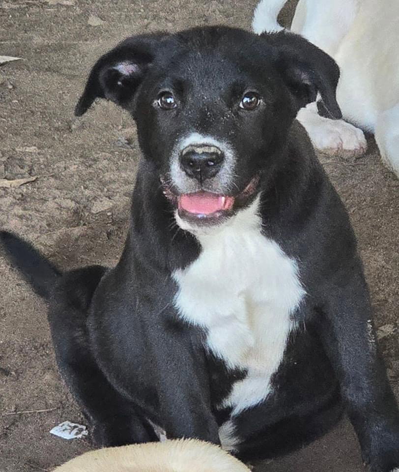 Dog for Adoption - Dash, a Labrador Retriever in Ola, AR | Alpha Paw