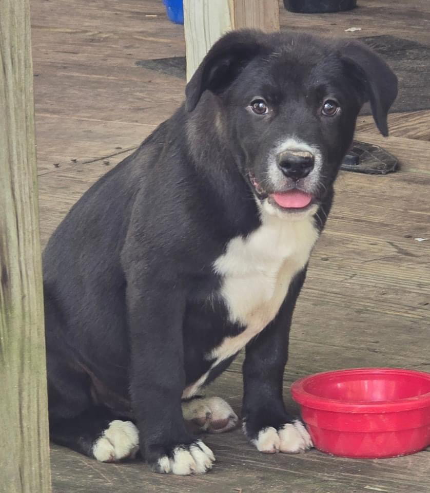 Dog for Adoption - Dash, a Labrador Retriever in Ola, AR | Alpha Paw