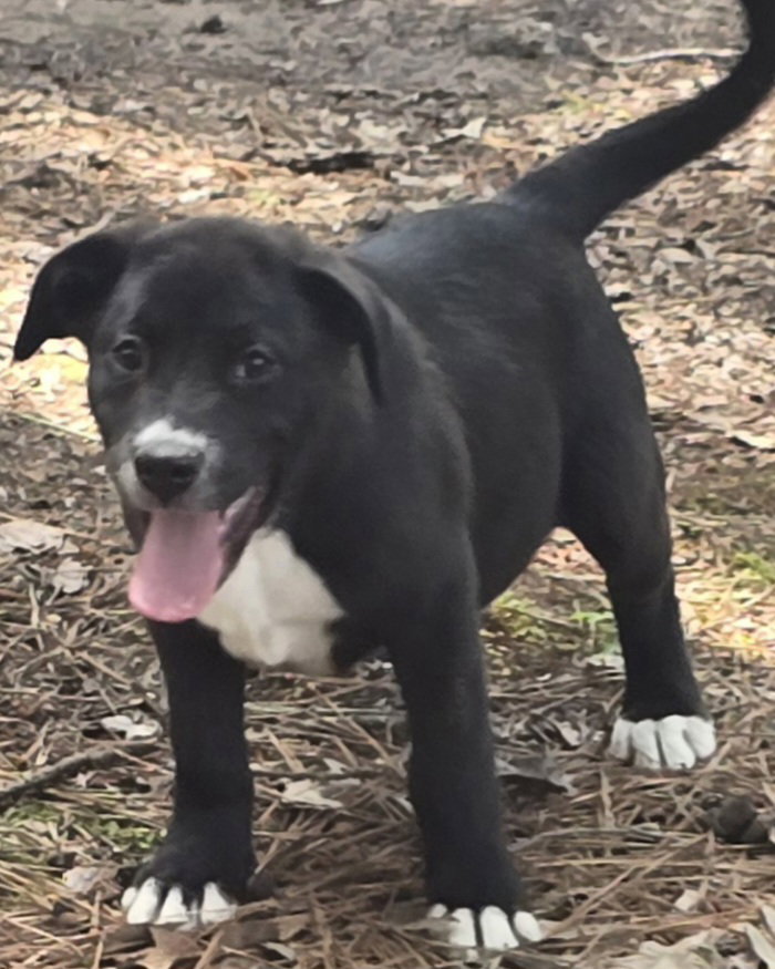 Dog for Adoption - Dash, a Labrador Retriever in Conway, AR | Alpha Paw
