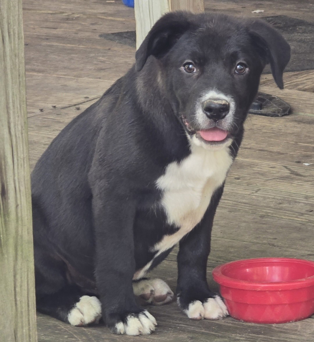 Dog for Adoption - Dash, a Labrador Retriever in Hot Springs Village ...