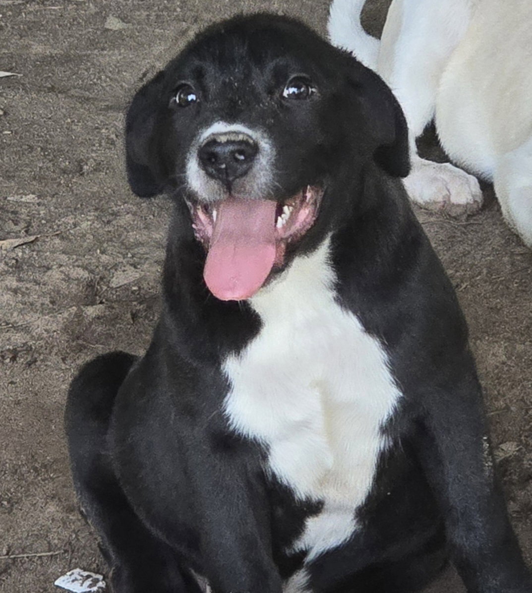 Dog for Adoption - Dash, a Labrador Retriever in Hot Springs Village ...