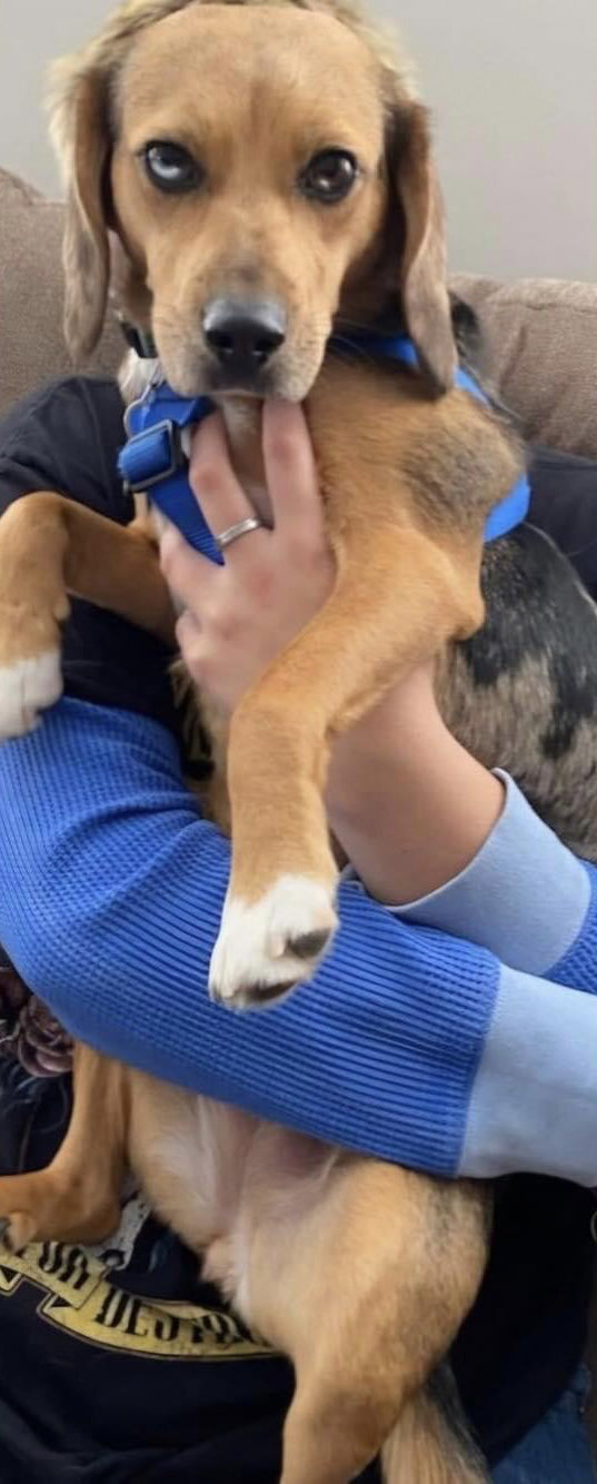 Dog for Adoption - Daisy *adoption pending, a Beagle in Cabot, AR ...