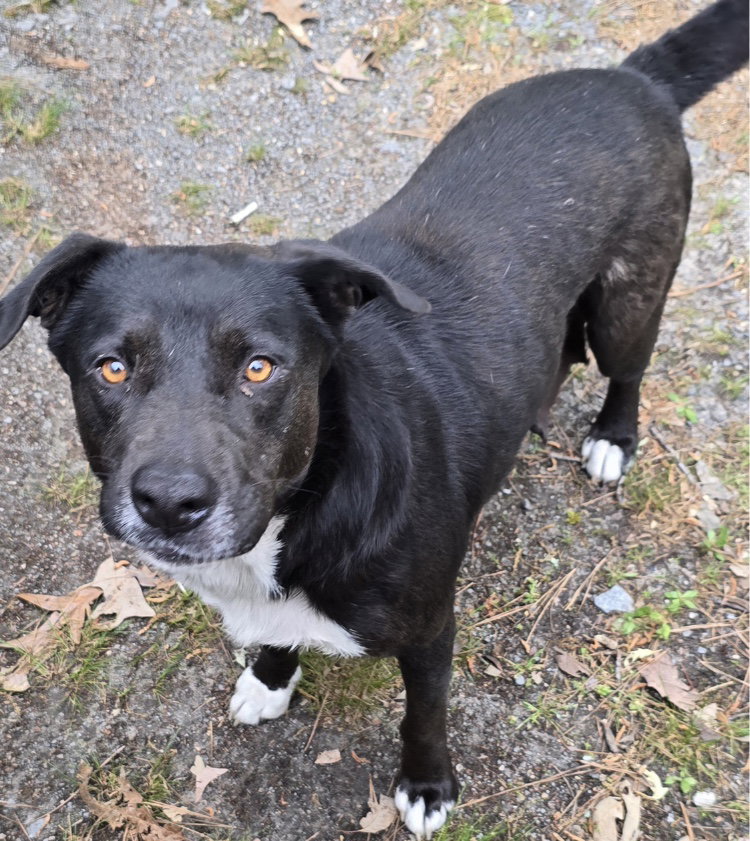 Dog for Adoption - Ash, a Labrador Retriever in Little Rock Air Force ...