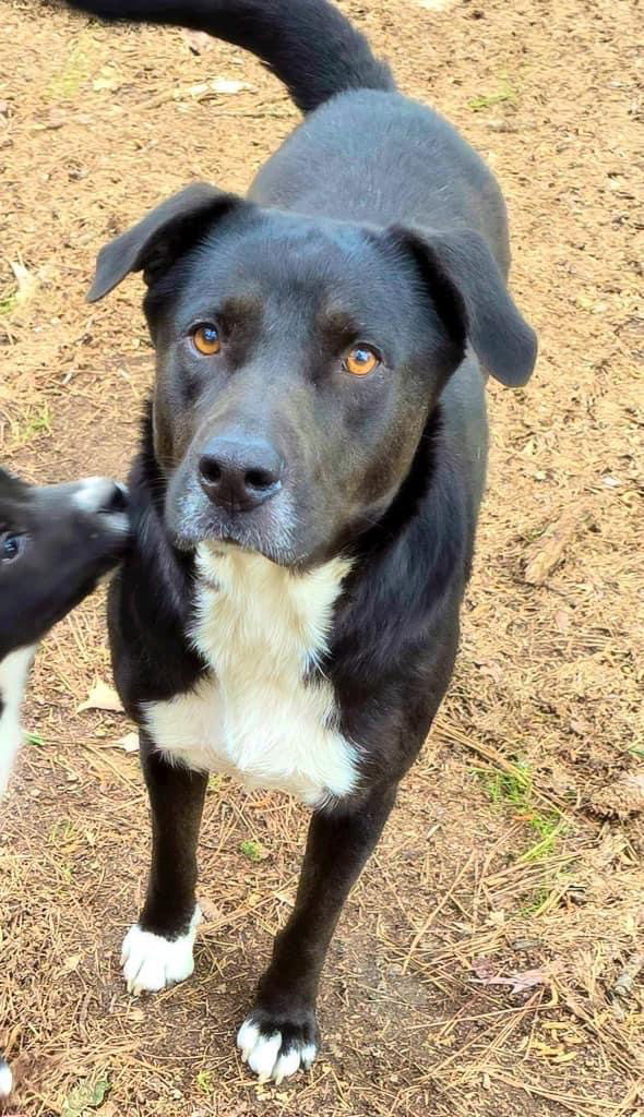 Dog for Adoption - Ash, a Labrador Retriever in Haskell, AR | Alpha Paw
