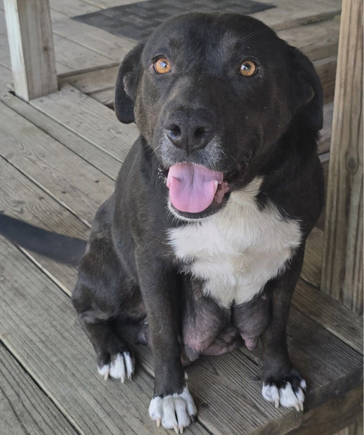 Dog for Adoption - Ash, a Labrador Retriever in Little Rock Air Force ...