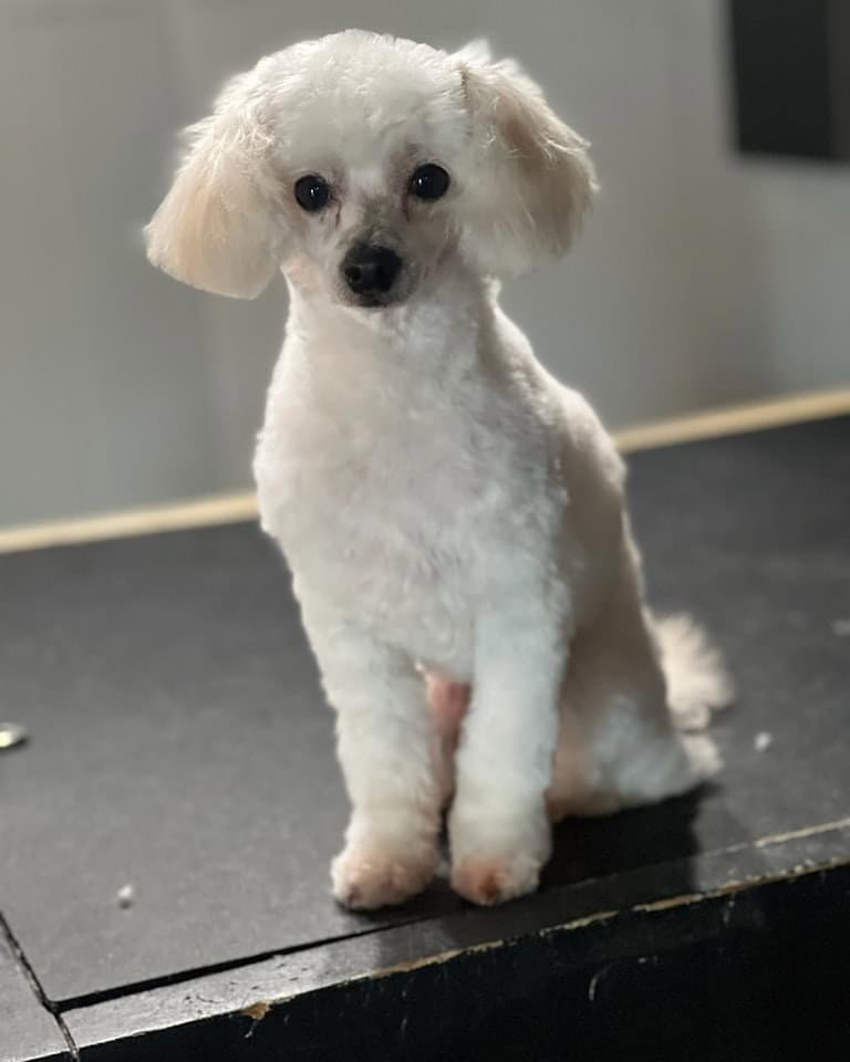 Fifi's Web Page