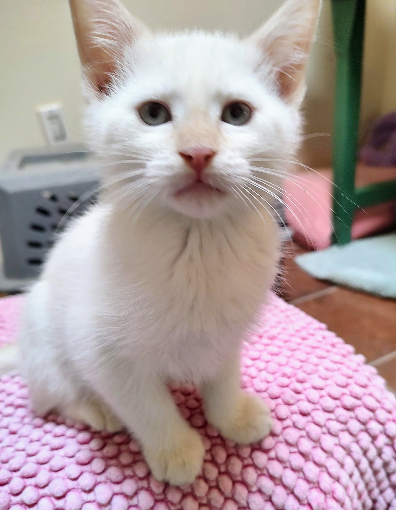 Cats for Adoption in Albuquerque, New Mexico | Alpha Paw
