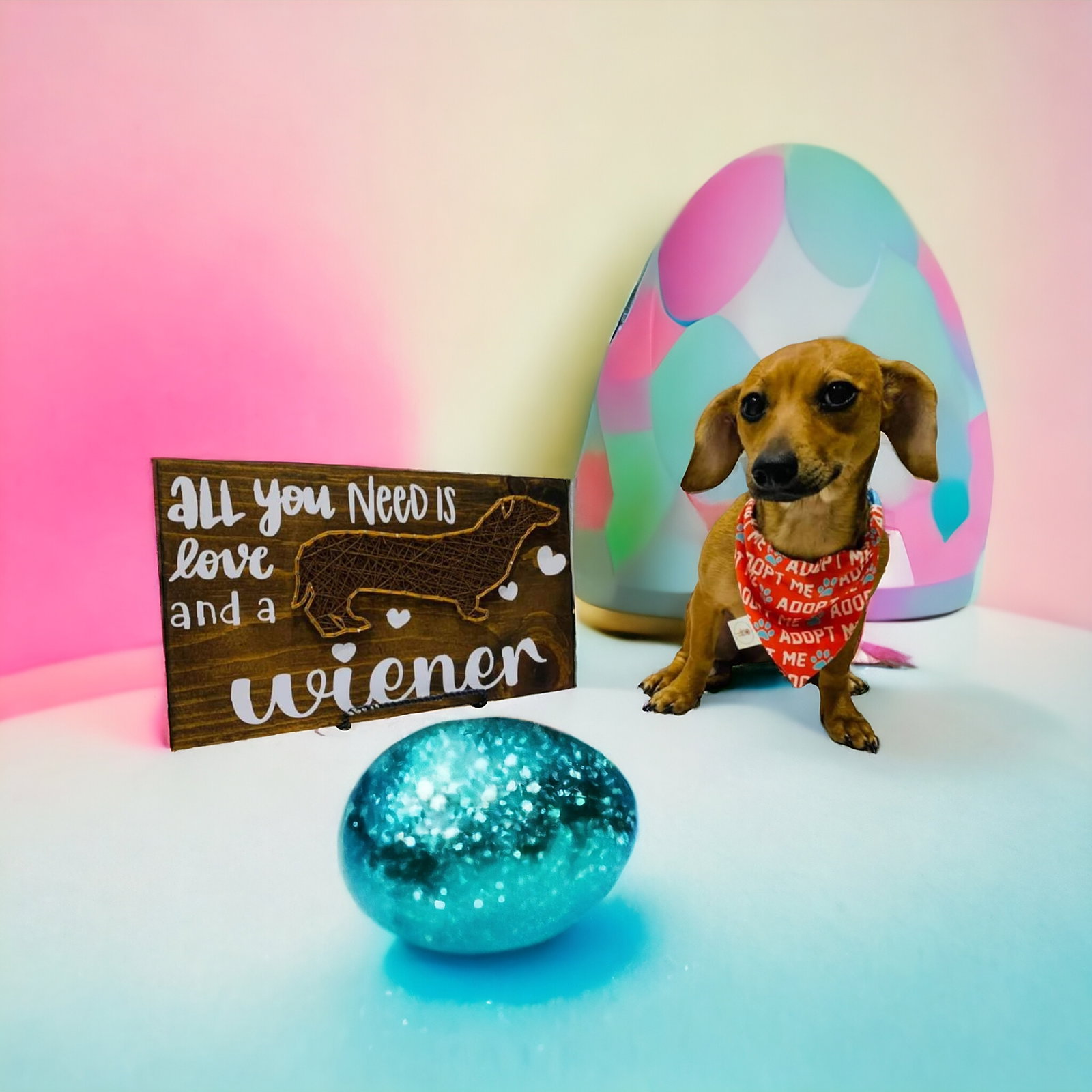 Doxie Min Pin Mix PUPPIES' Web Page