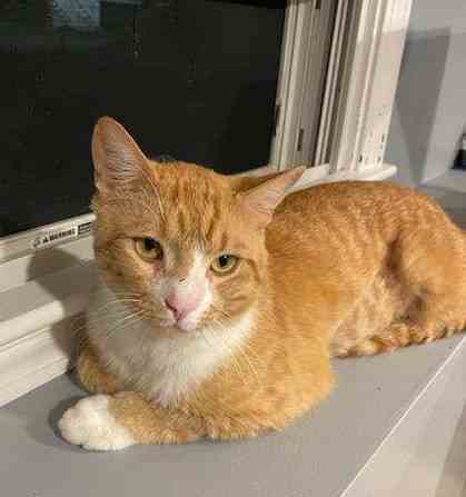 Cats for Adoption in Monson Center, Massachusetts | Alpha Paw