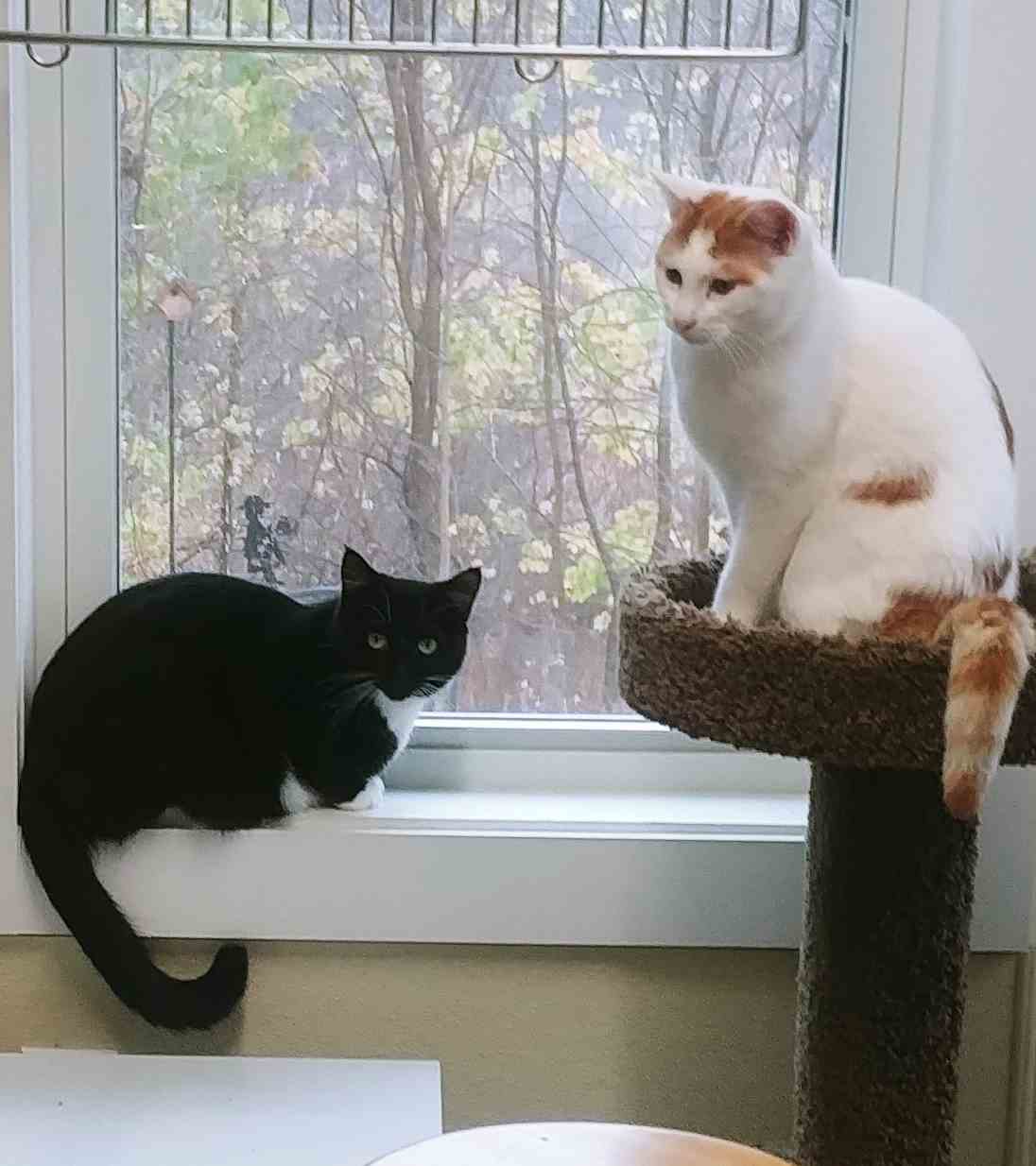 Cats for Adoption in Chelmsford, Massachusetts | Alpha Paw
